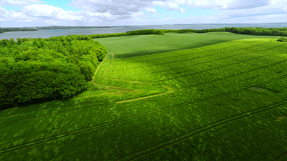Large Green Field In Summer Season View From The Top, Stock Footage