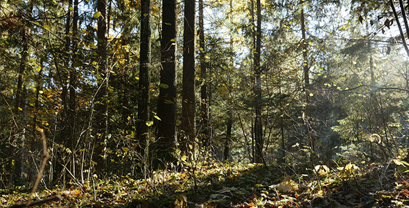 Epic Forest, Stock Footage | VideoHive