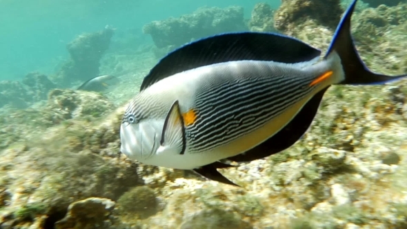 Sohal Surgeonfish Swimming In Coral Reef, Stock Footage | VideoHive