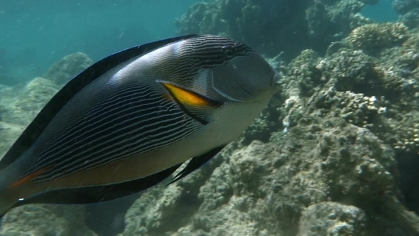 Sea Dweller, Sohal Surgeonfish In Coral Reef, Stock Footage | VideoHive