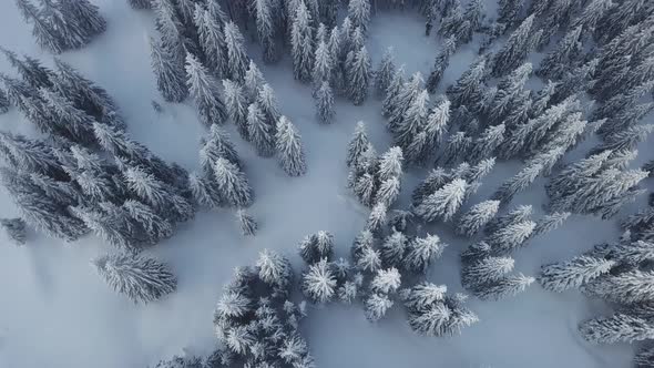 Top view of snowy winter forest. Aerial view on Winter pine forest ...