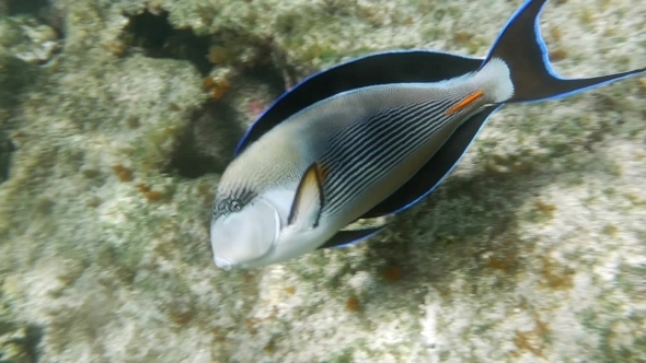 Tropical Fish Sohal Surgeonfish Acanthurus Sohal, Stock Footage | VideoHive