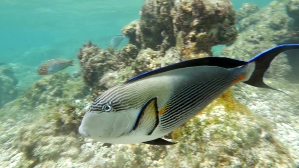 Sohal Surgeon-Fish, Stock Footage | VideoHive