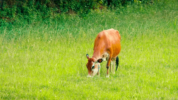 Cow (4K), Stock Footage | VideoHive