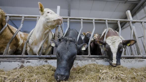 Oxen And Norwegian Red Cattle Eating Hay In The Barn. - low angle ...