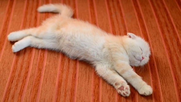 Ginger Kitten Snoozing On Couch, Stock Footage | VideoHive
