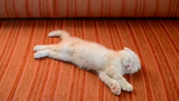 Ginger Kitten Snoozing On Couch, Stock Footage | VideoHive