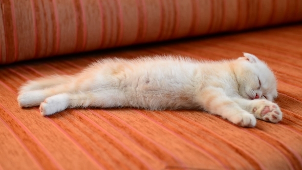Ginger Kitten Snoozing On Couch, Stock Footage | VideoHive