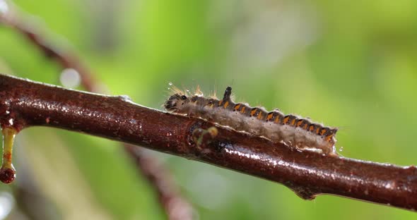Yellow Tail Moth Euproctis Similis Caterpillar Goldtail or Swan Moth ...