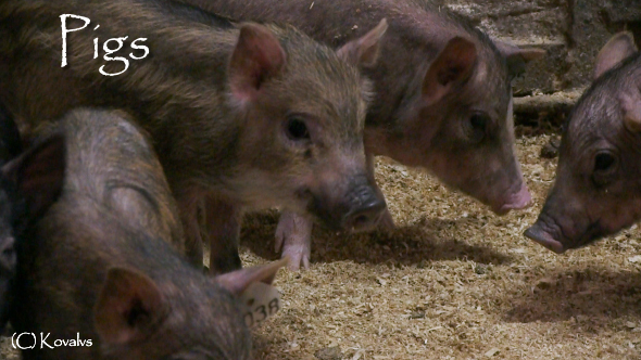 Pig in a Pigsty, Stock Footage | VideoHive