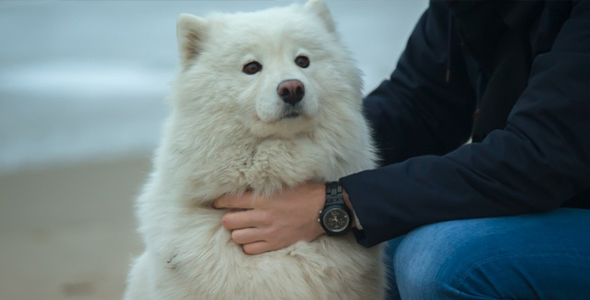 Northern Dog, Stock Footage | VideoHive