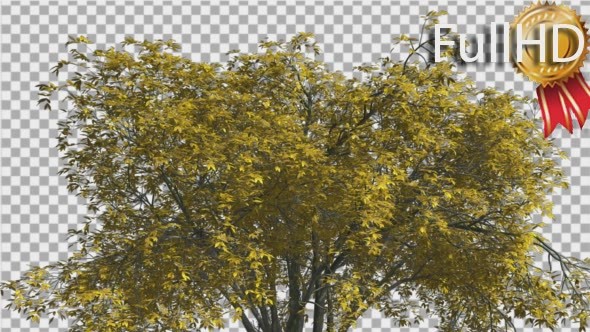 American Elm Crown Isolated Tree Crown Yellow, Motion Graphics | VideoHive