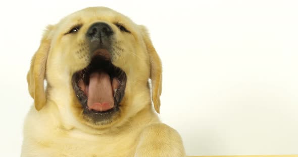 Yellow Labrador Retriever, Portrait of Puppy Yawning on White ...