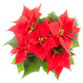 Photo of poinsettia | Free christmas images