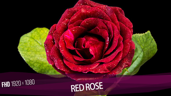 Red Rose, Stock Footage | VideoHive
