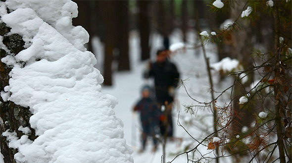 Winter Forest, Stock Footage | VideoHive