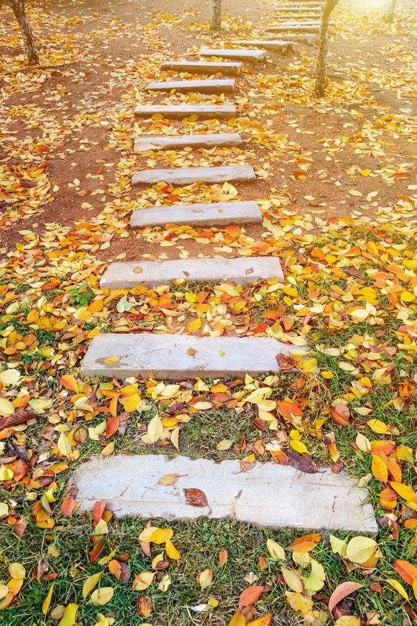footpath with autumn leaves fall in the garden Stock Photo by kitzstocker