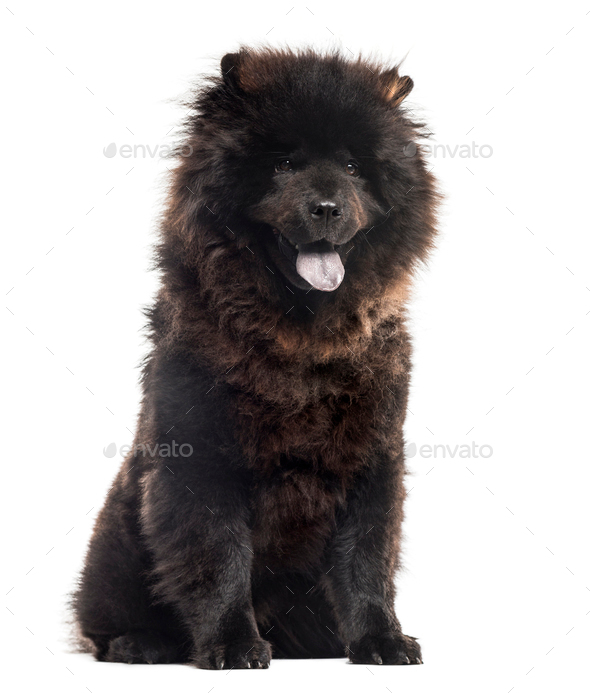 Chow chwo sitting in front of a white background Stock Photo by Lifeonwhite
