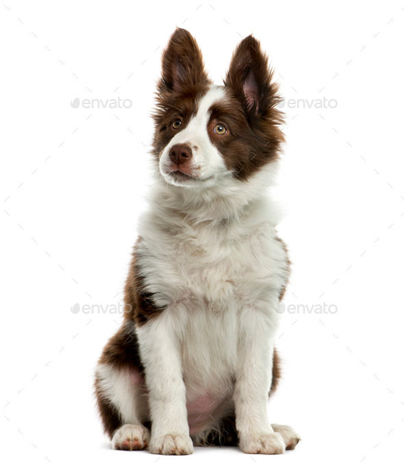 Border Collie in front of white background Stock Photo by Lifeonwhite