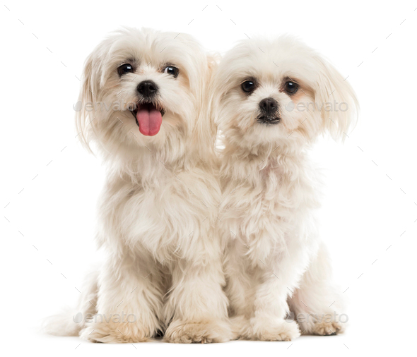 Two Malteses in front of a white background Stock Photo by Lifeonwhite