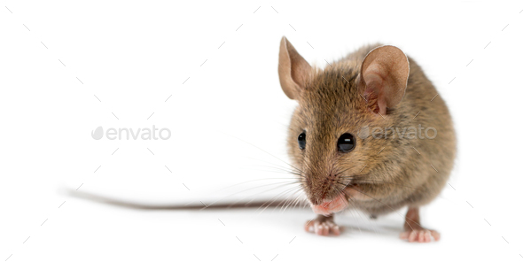 Wood mouse cleaning itself in front of a white background Stock Photo ...