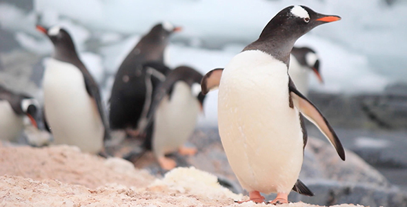 Busy Penguins, Stock Footage | VideoHive