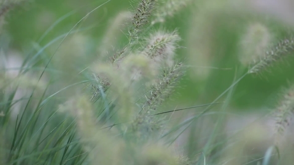 Beautiful Fluffy Grass On The Blurred Background, Stock Footage | VideoHive