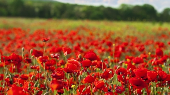 Red Poppies , Stock Footage | VideoHive