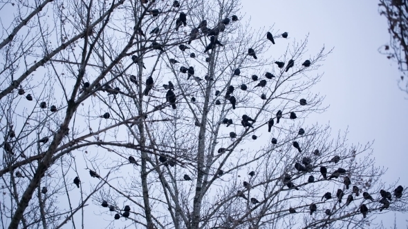 Ravens On Tree, Stock Footage | VideoHive