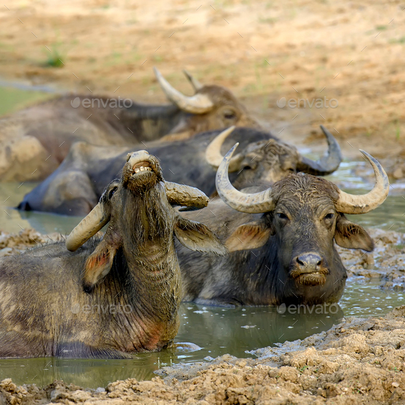 Water buffalo are bathing in a lake Stock Photo by byrdyak | PhotoDune