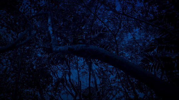 Gliding Under Tropical Rainforest In The Dark, Stock Footage | VideoHive