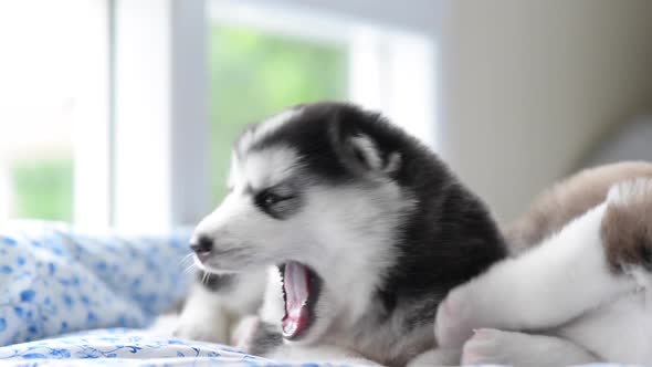 Cute Siberian Husky Puppy Yawning On Bed, Stock Footage | VideoHive