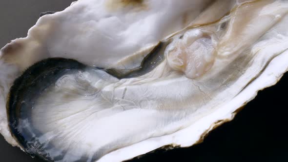 Close Up of Big Fresh Open Half Shell Oyster on a Black Background ...