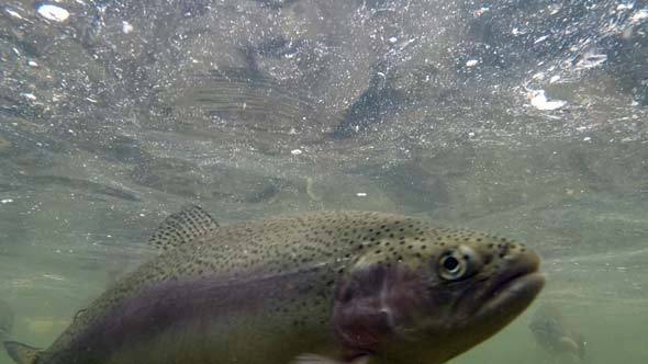 Fish Swim Under Water, Stock Footage | VideoHive