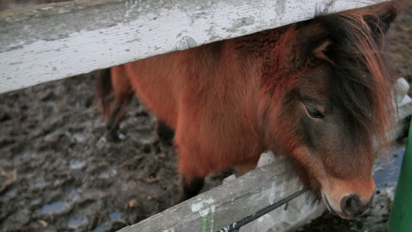 Sad Pony Waiting For Food In The Zoo, Stock Footage | VideoHive
