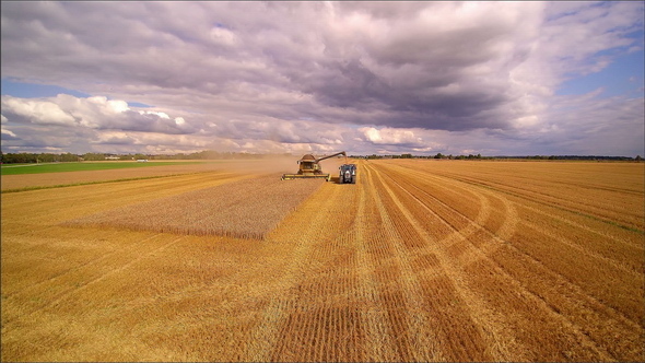The Brown Grain Crops in the Grain Fields, Stock Footage | VideoHive