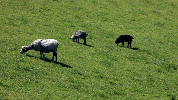 Sheep In Nature, Stock Footage | VideoHive