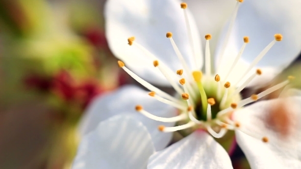 Spring Flowering Of Fruit Trees, Stock Footage | VideoHive