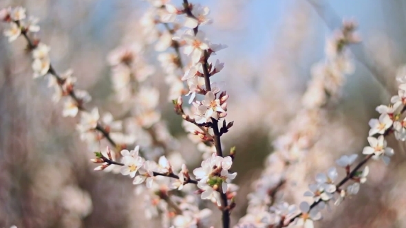 Spring Flowering Of Fruit Trees, Stock Footage | VideoHive