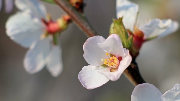 Spring Flowering Of Fruit Trees, Stock Footage | VideoHive