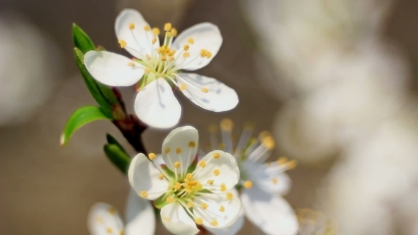 Spring Flowering Of Fruit Trees, Stock Footage | VideoHive