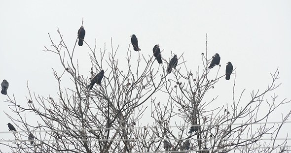 Black Ravens On The Tree Branch, Stock Footage | VideoHive