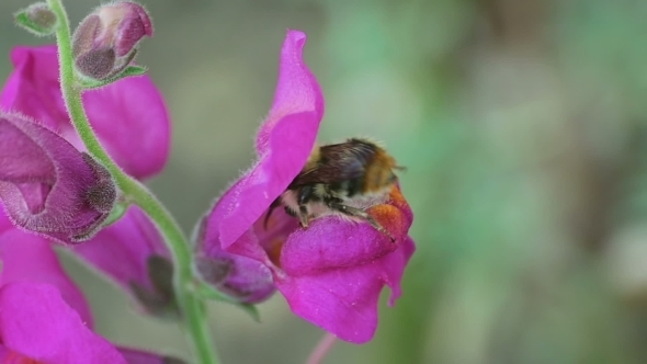 Bumblebee On a Flower Snapdragon, Stock Footage | VideoHive