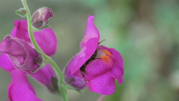 Bumblebee On a Flower Snapdragon, Stock Footage | VideoHive