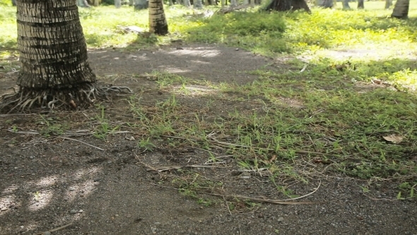 Coconut Falls From Palm Tree To The Ground., Stock Footage | VideoHive