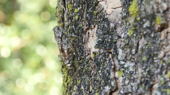 Chirring Cicada On Tree , Stock Footage | VideoHive