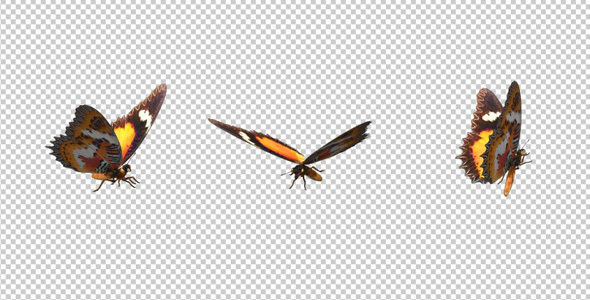Flying Butterfly - Lacewing, Motion Graphics | VideoHive
