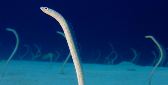 Underwater Beautiful Garden Eels, Stock Footage | VideoHive