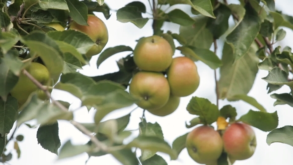 The Wind Blows The Apple Tree, Stock Footage | VideoHive