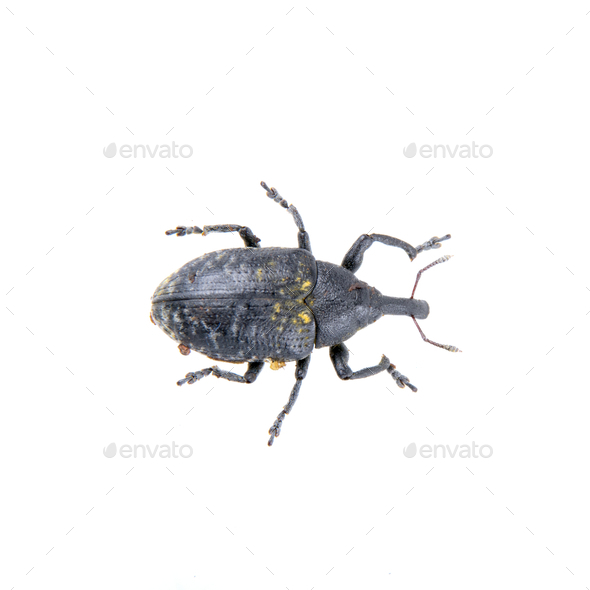 Black bug with yellow dots on a white background Stock Photo by NERYX